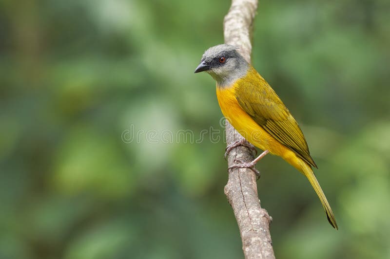 Beautiful Bird Resting on a Dry Tree Stock Image - Image of colours ...