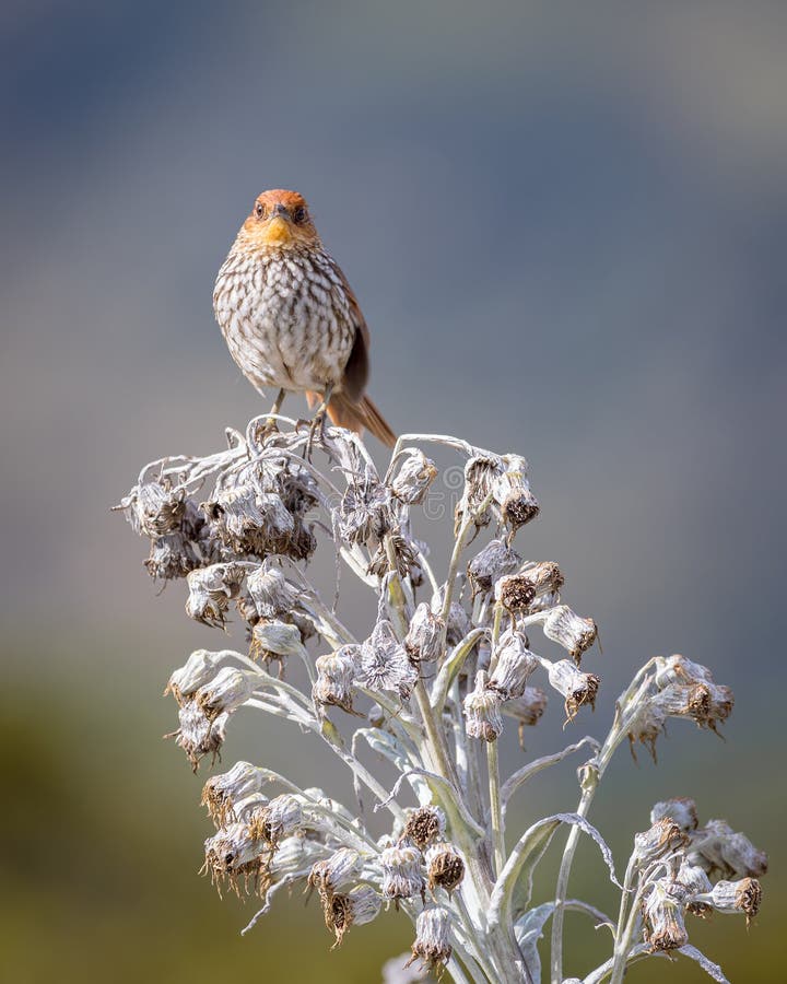 Beautiful Bird with Ribbed Chest Perched on a White Paramo Plant Stock ...