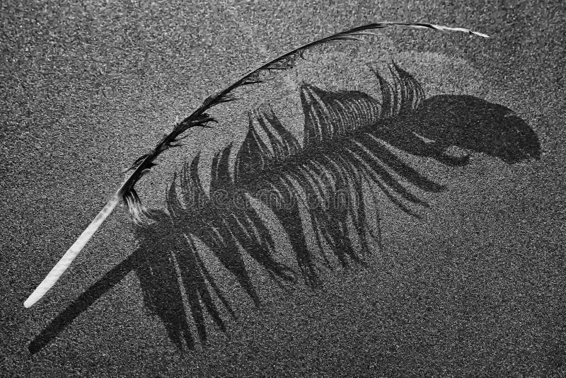 Beautiful Bird`s Feather and the Shadow of the Same Feather Projected ...