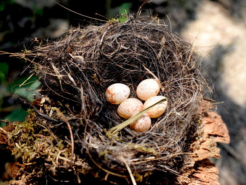 Beautiful Bird`s Nest with Egg Stock Photo - Image of forest, nest ...