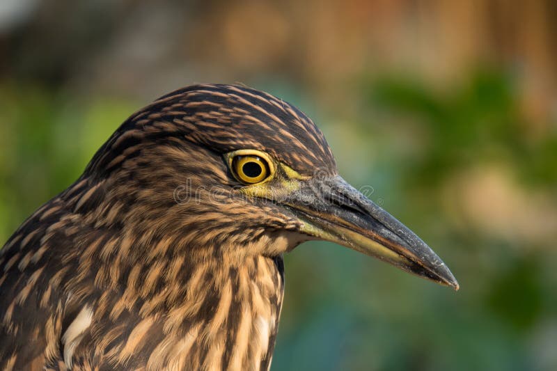 Beautiful bird stock image. Image of beak, looking, philippines - 82829005