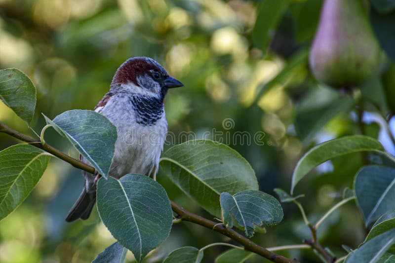 A Little Bird Sat on a Tree Branch Stock Photo - Image of twig, green ...