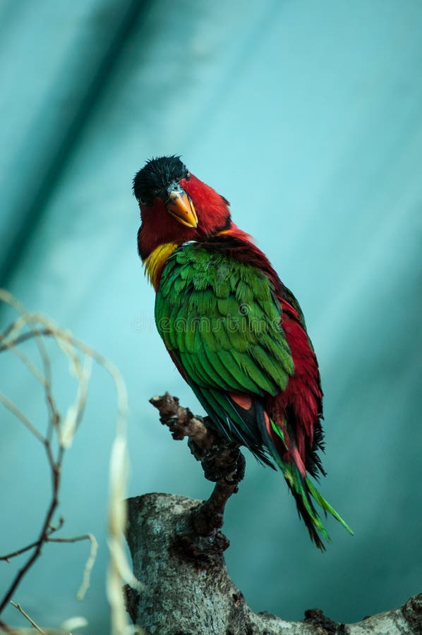 Beautiful Bird is Sitting on the Tree Stock Image - Image of yellow ...