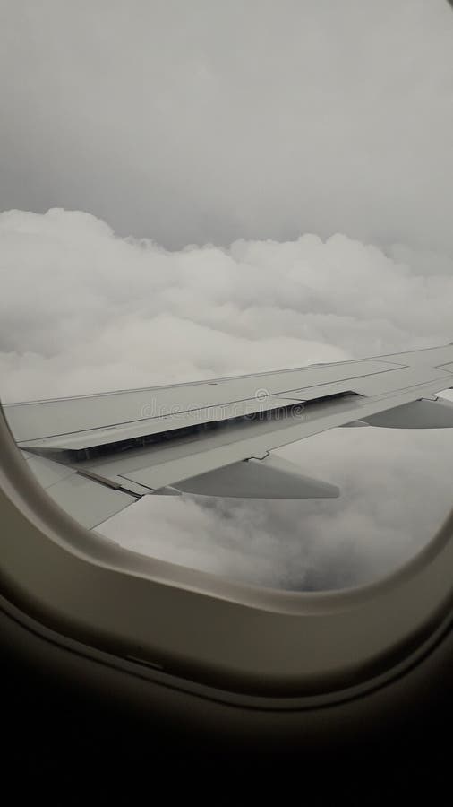 Beautiful Bird in the Sky Flying High Stock Photo - Image of high, bird ...