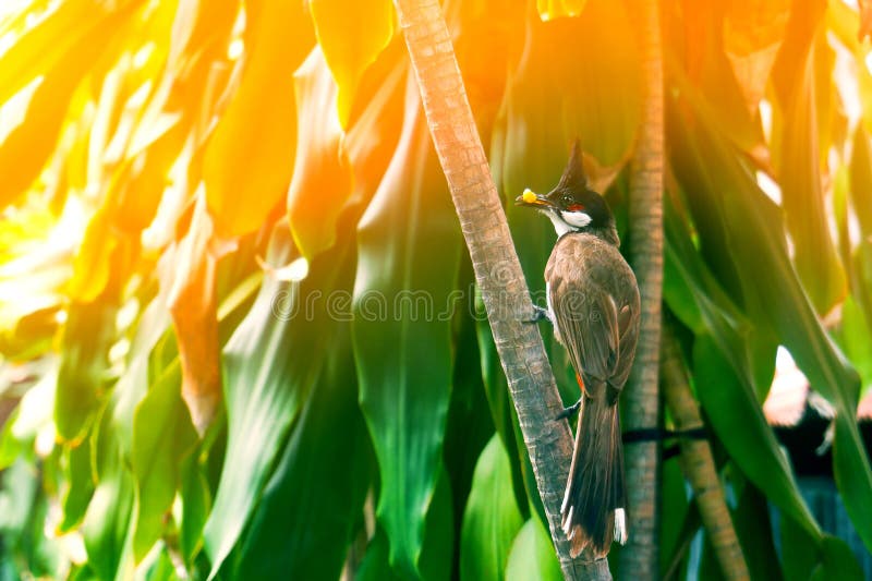 Beautiful Bird Sparrows Perching on Eating on Tree Branches Stock Photo ...