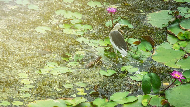 Beautiful Bird Standing on Lotus , Lotus in the Lotus Lake Stock Image ...