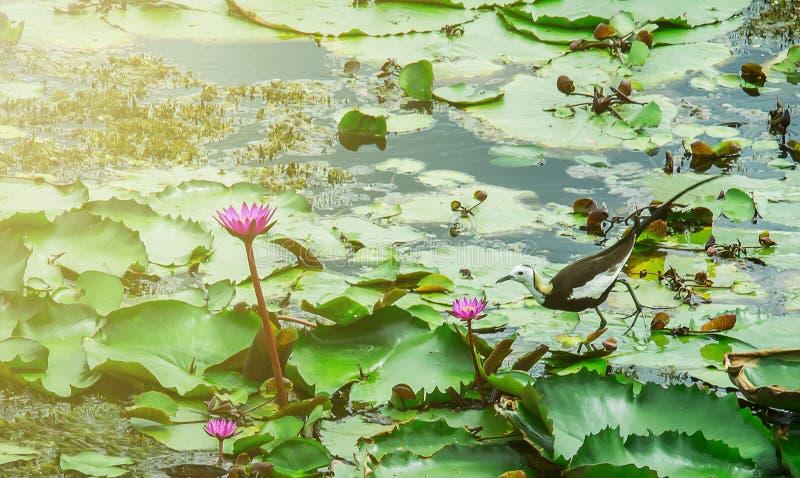 Beautiful Bird Standing on Lotus , Lotus in the Lotus Lake Stock Photo ...