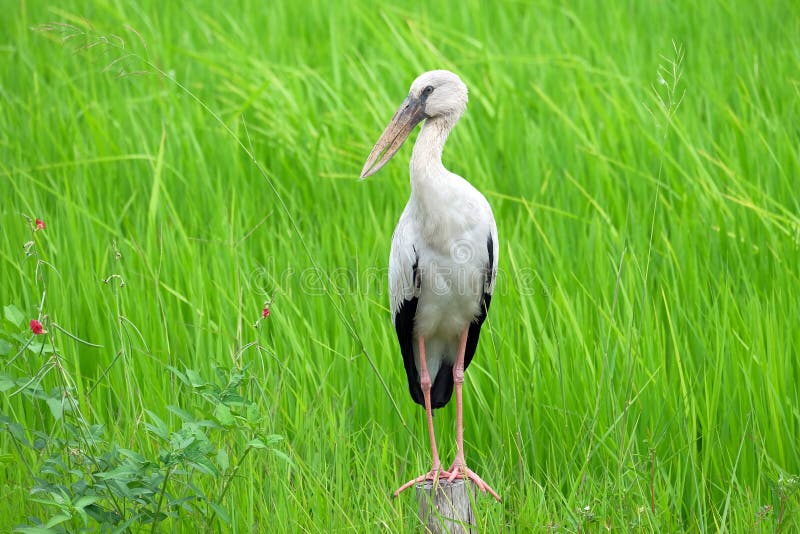Beautiful Bird Standing on the Wood Stock Image - Image of field ...