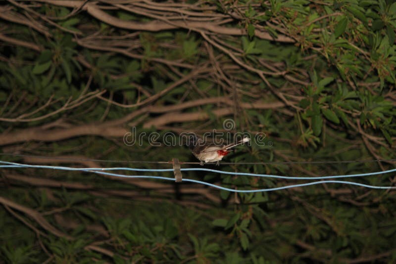 Beautiful Bird on the String Stock Photo - Image of beautiful, flower ...