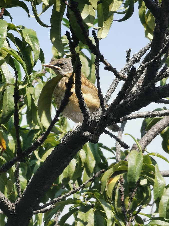 Beautiful bird in the tree stock photo. Image of plant - 151089050