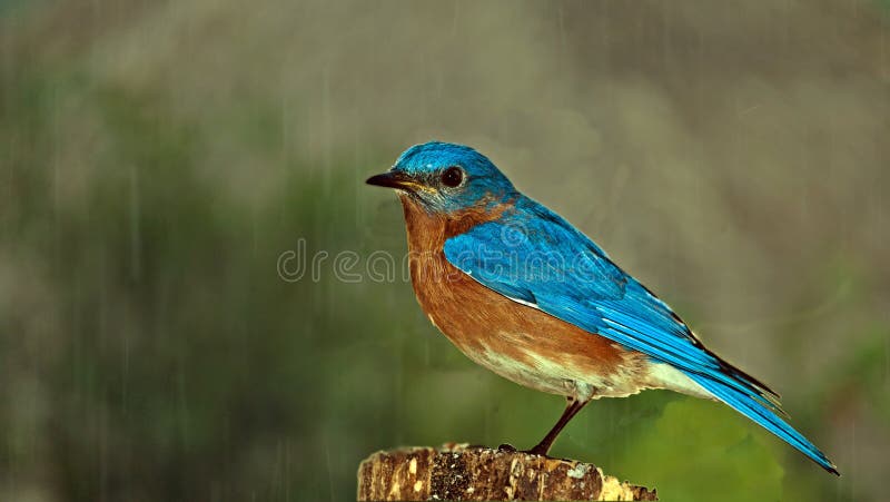 A Beautiful Bird on Turk.., at the Forest Stock Photo - Image of nature ...