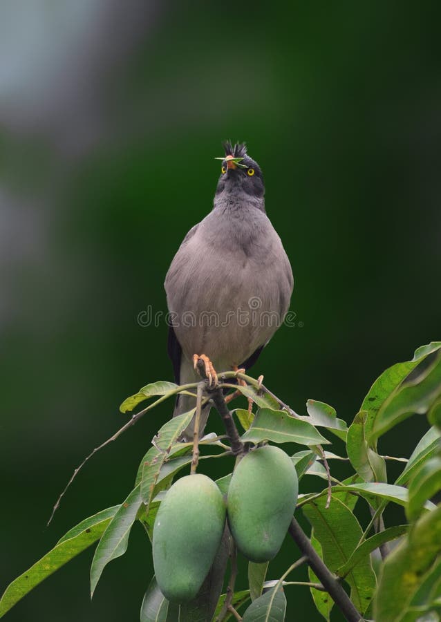 A Beautiful Bird with Two Mango Stock Image - Image of branch, leaf ...
