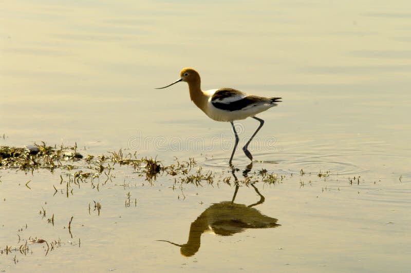 Beautiful birds stock photo. Image of beautiful, nature - 99011002