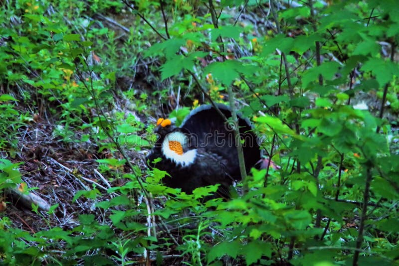 Beautiful birds stock photo. Image of birds, fauna, grass - 99011636