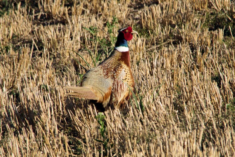Beautiful birds stock photo. Image of wildlife, ecoregion - 99011716