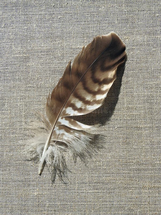 Birds of a Feather stock photo. Image of evening, golden - 191515338