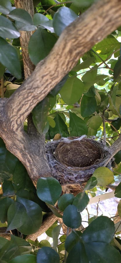 Beautiful birds nest stock photo. Image of birds, beautiful - 179402086