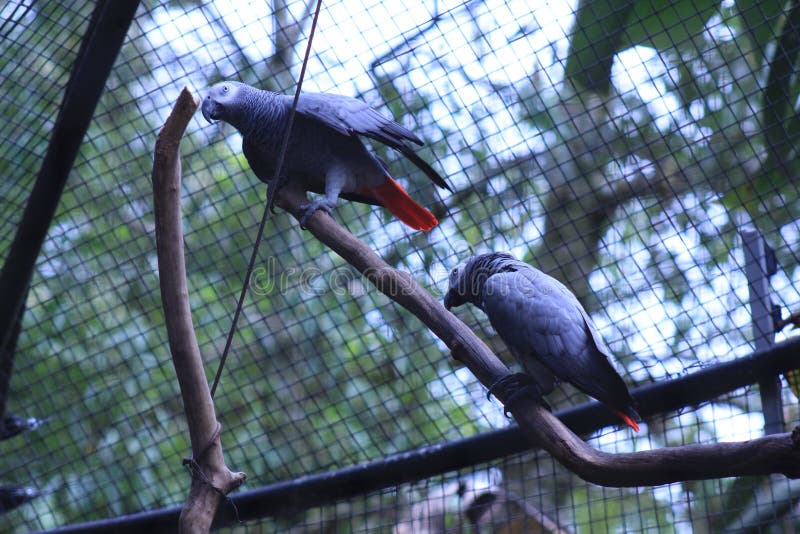 Beautiful Birds from Park of Birds. Stock Photo - Image of green, visit ...