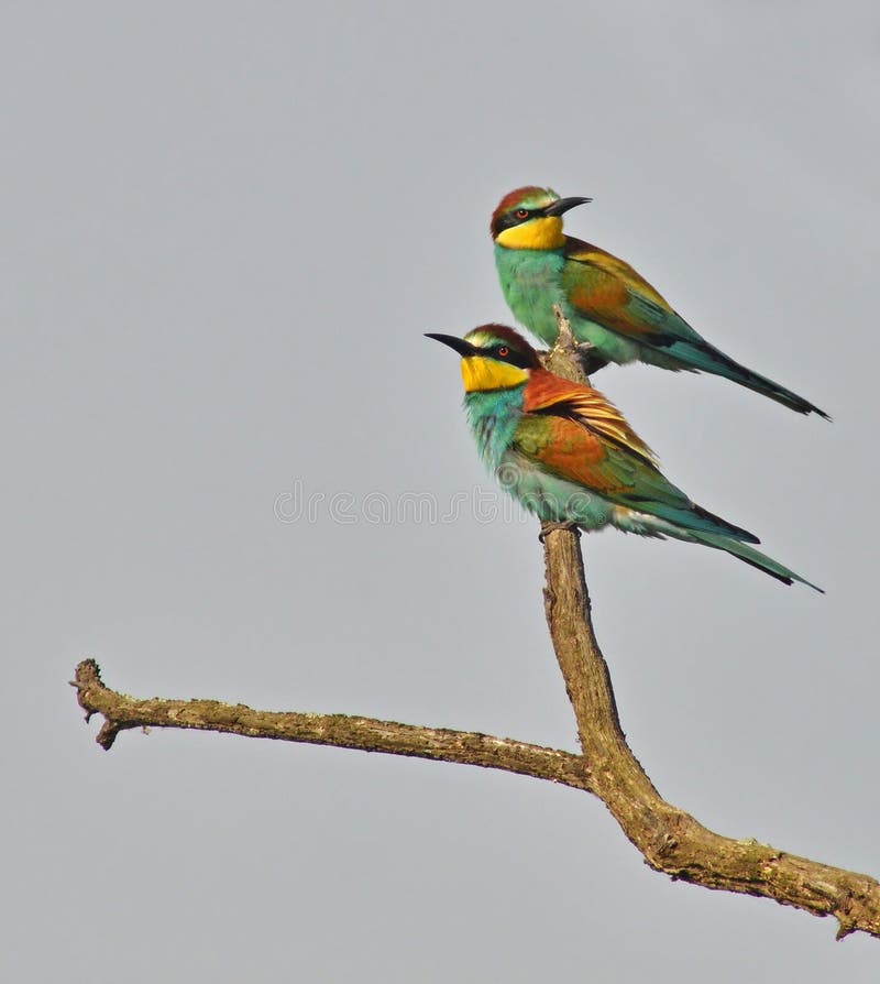 Enamored birds stock photo. Image of wildlife, pair, color - 1561772
