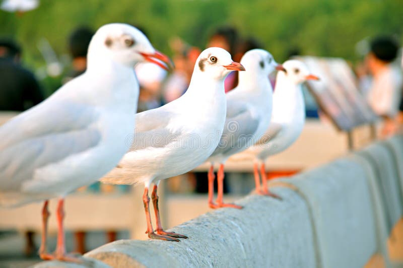Beautiful Birds Standing in a Row Stock Image - Image of lovely, beak ... Beautiful Birds Standing in a Row Stock Image - Image of lovely, beak ...