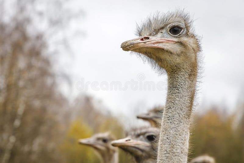 109 Ostrich Pose Stock Photos - Free & Royalty-Free Stock Photos from ...