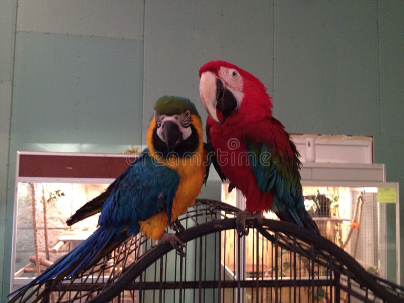 Beautiful birds stock photo. Image of wings, birds, animal - 82470618