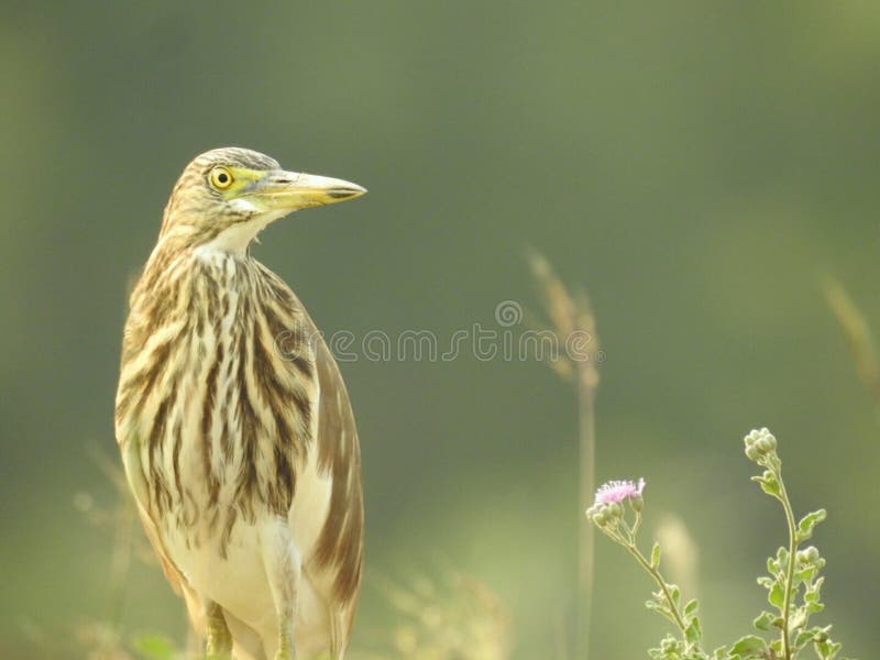 Beautiful Birds Watching Insects Stock Image - Image of beautiful ...