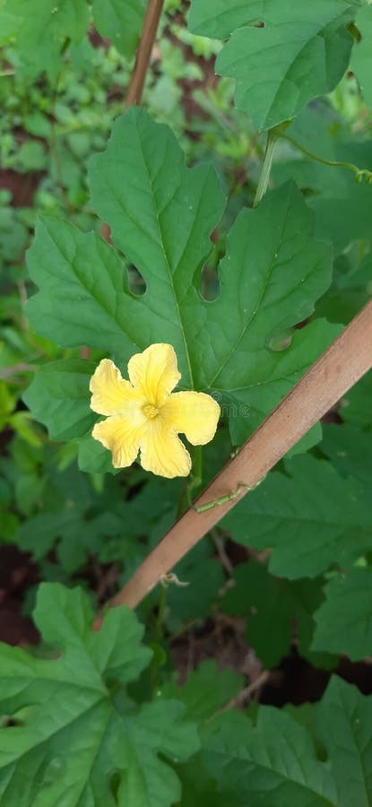 Bunga Pare Stock Photos - Free & Royalty-Free Stock Photos from Dreamstime