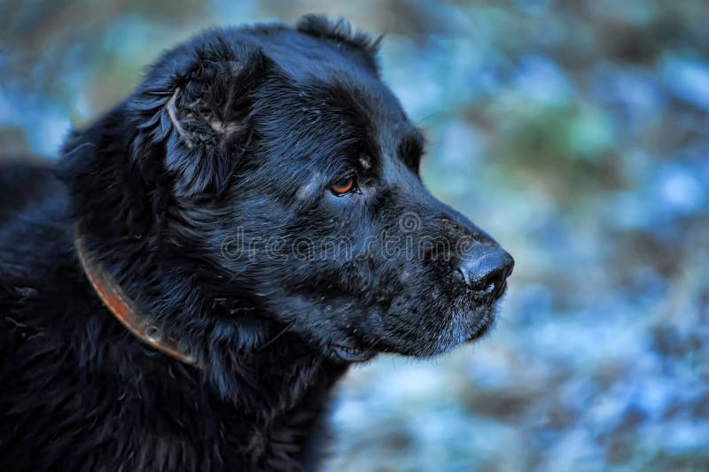 Beautiful Black Alabai Stock Photo - Image: 22270820