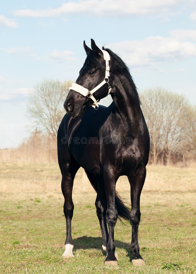 Beautiful Black Breed Stallion in Spring Field Stock Image - Image of ...