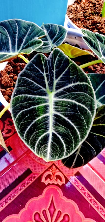 Beautiful Black Caladium Flower Leaves Stock Image - Image of caladium ...