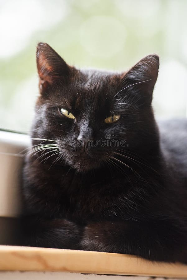 Beautiful Black Cat at Home on the Windowsill, Portrait Stock Image ...