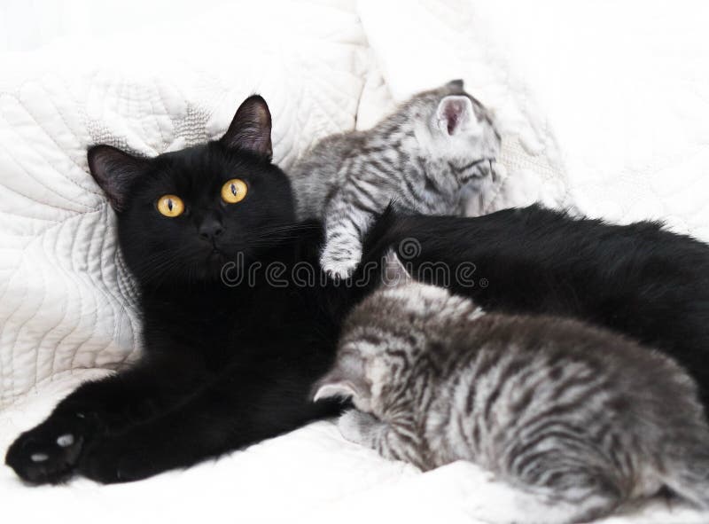 Black cat with kittens stock photo. Image of kitten - 111951102