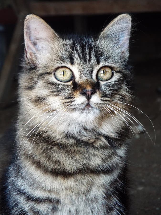 Beautiful Black Cat Staring Blankly Stock Image - Image of black ...