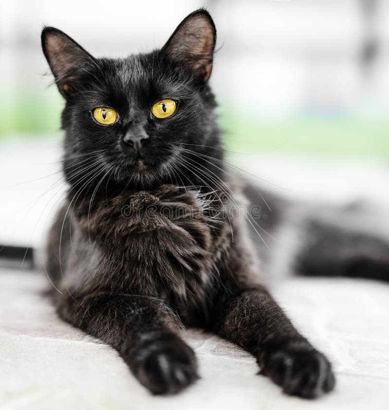 A Beautiful Black Cat with Yellow Eyes Stock Photo - Image of dark ...