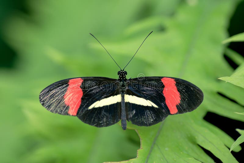 Beautiful Black Cattleheart (parides Iphidamas) Resting on a Green Leaf ...