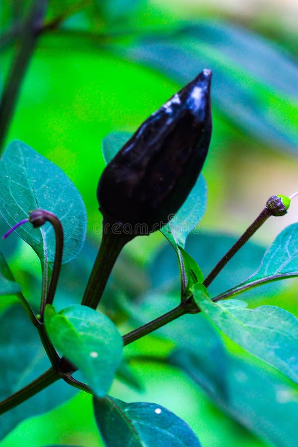 Beautiful Black Chilly Looking Amazing Stock Photo - Image of beautiful ...