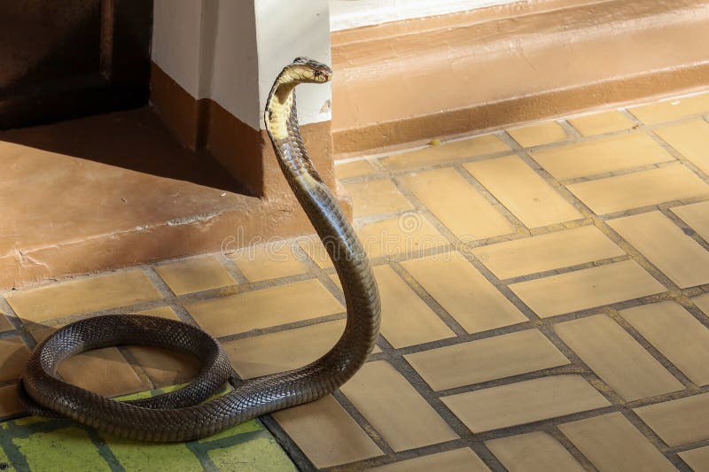 The Beautiful Black Cobra Snake on Cement Floor at Thailand Stock Image ...