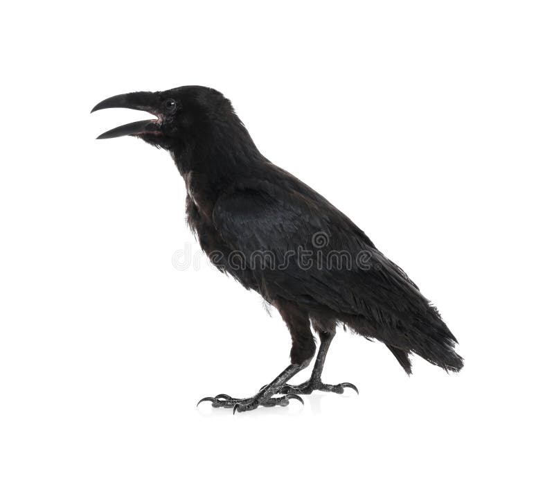Beautiful Black Common Raven on White Background Stock Image - Image of ...