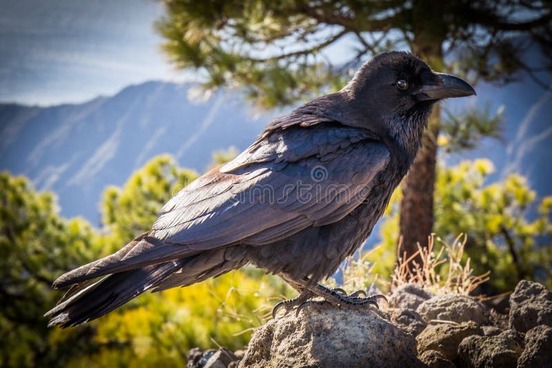 Crow in mountain stock photo. Image of europe, flock - 36234568