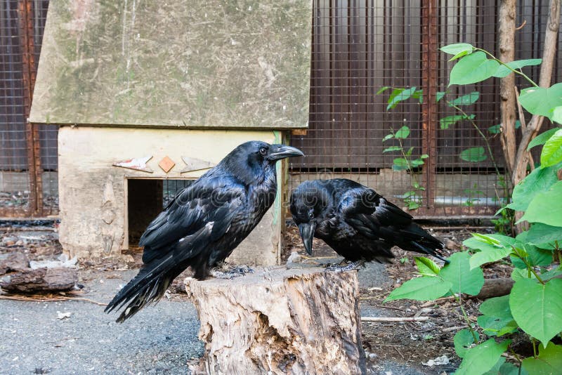 Beautiful Black Crows Sit on a Stump Stock Image - Image of cawing ...