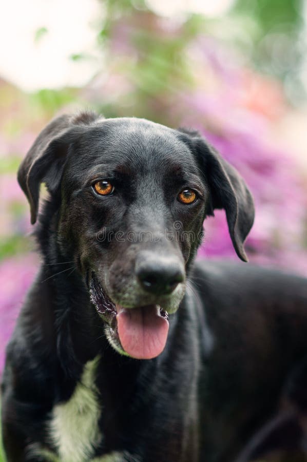 Beautiful Black Dog in the Garden Stock Photo - Image of galgo ...