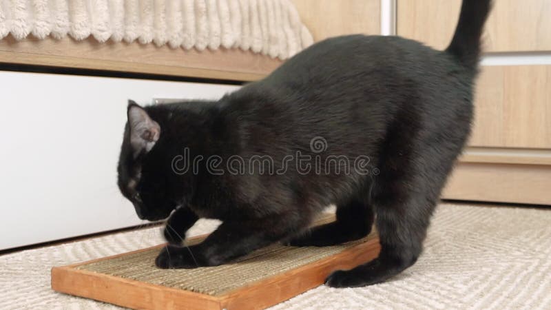 Beautiful Black Woman Throwing Golden Confetti, Slow Motion . Stock ...