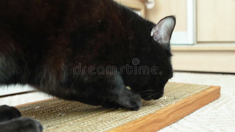 A Beautiful Black Domestic Cat Sharpens Its Claws on a Scratching Post ...