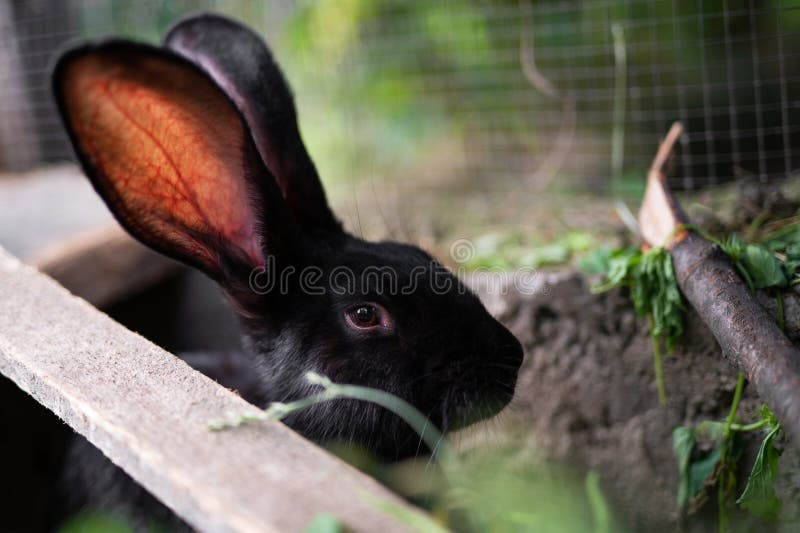 A Beautiful Black Domestic Rabbit is Grazing and Walking in the ...