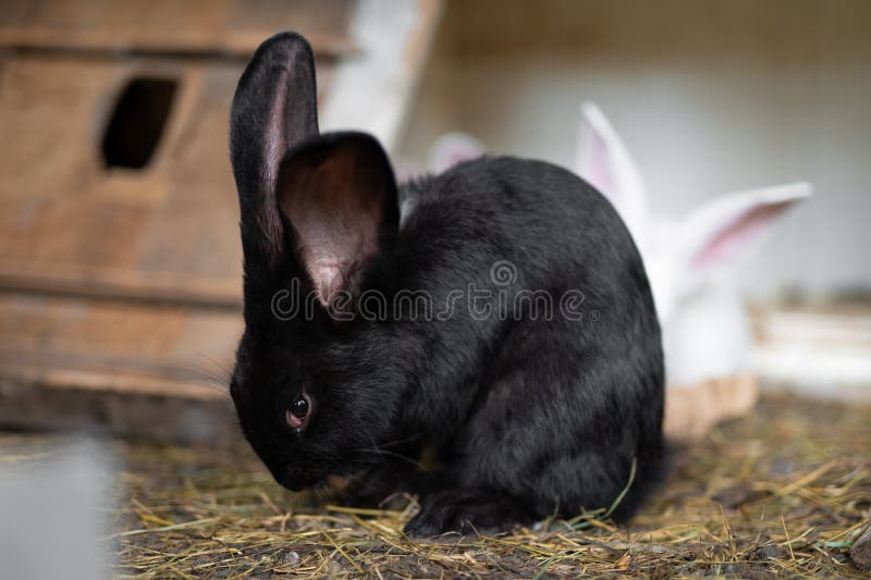 A Beautiful Black Domestic Rabbit is Grazing and Walking in the ...
