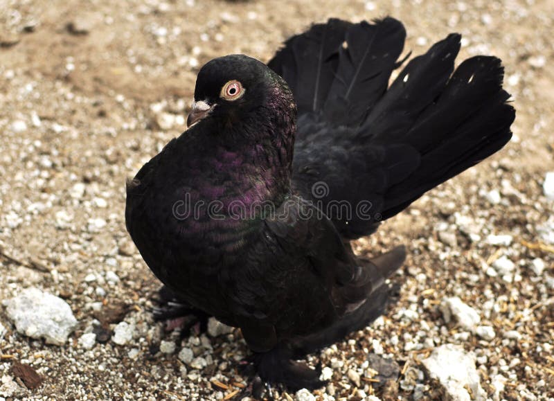 Beautiful black dove stock image. Image of wings, happiness - 15841783