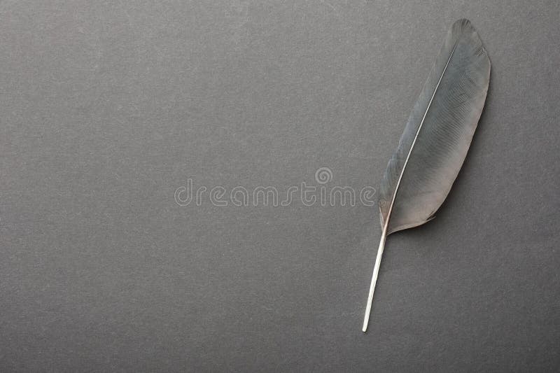 Beautiful Black Feather on Gray Background, Top View. Space for Text ...
