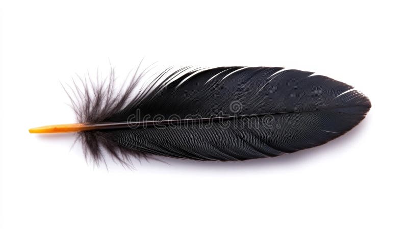 Beautiful Black Feather Quill Isolated on Clean White Background with ...