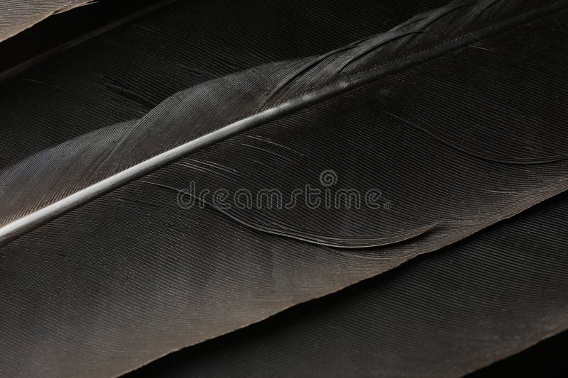 Beautiful Black Feathers As Background, Closeup View Stock Image ...